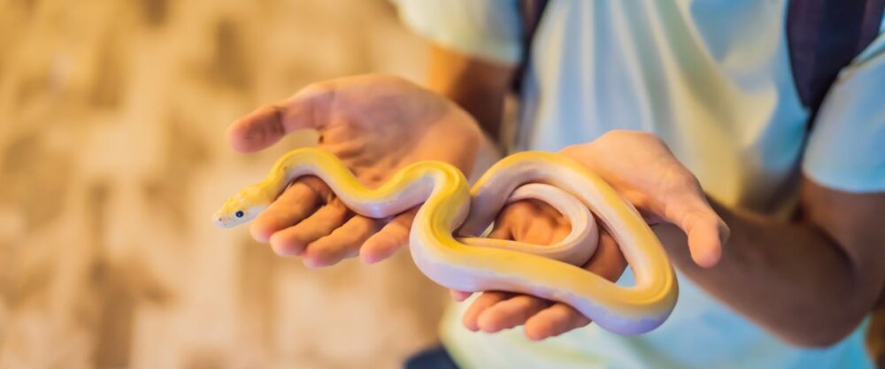 Combien coûte un serpent ? Notre guide | BS Combien coûte un serpent ? Notre guide | BS