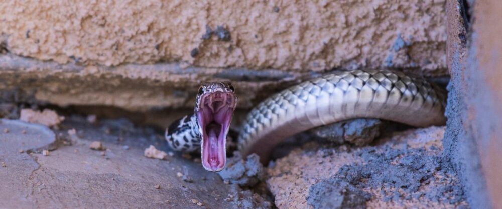 Comment tuer un serpent ? | BS